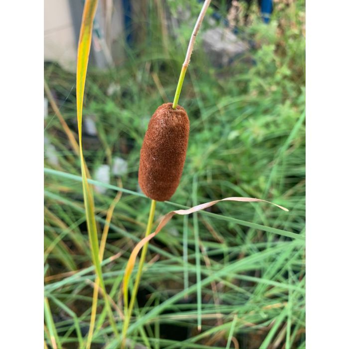 Lisdodde. Eigenschappen, Onderhoud en meer | Zuurstofplanten